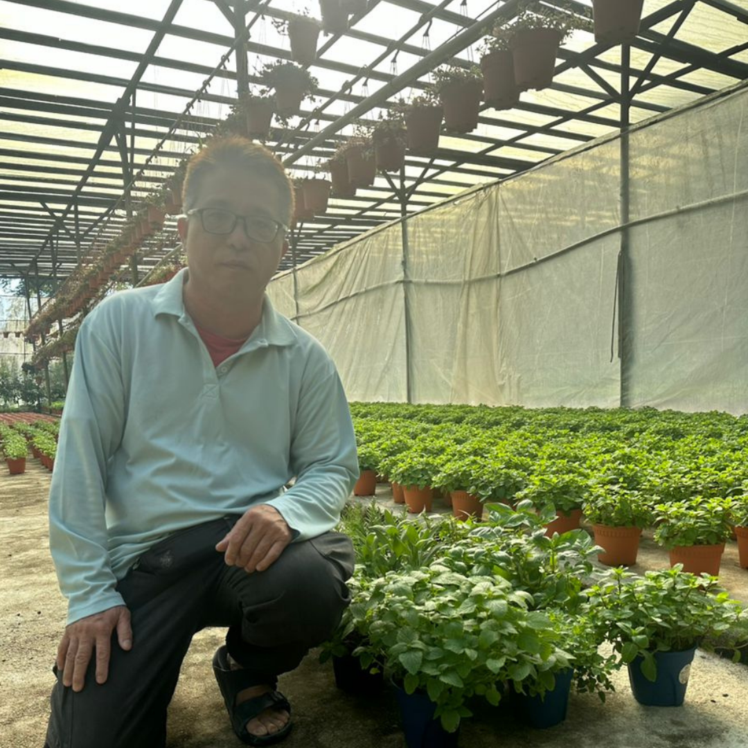 Sweet Basil - Eco Nursery