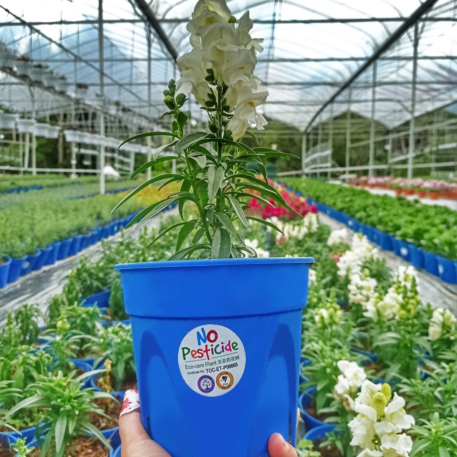 Eco Friendly Plant Nursery and Gardening Center in Malaysia