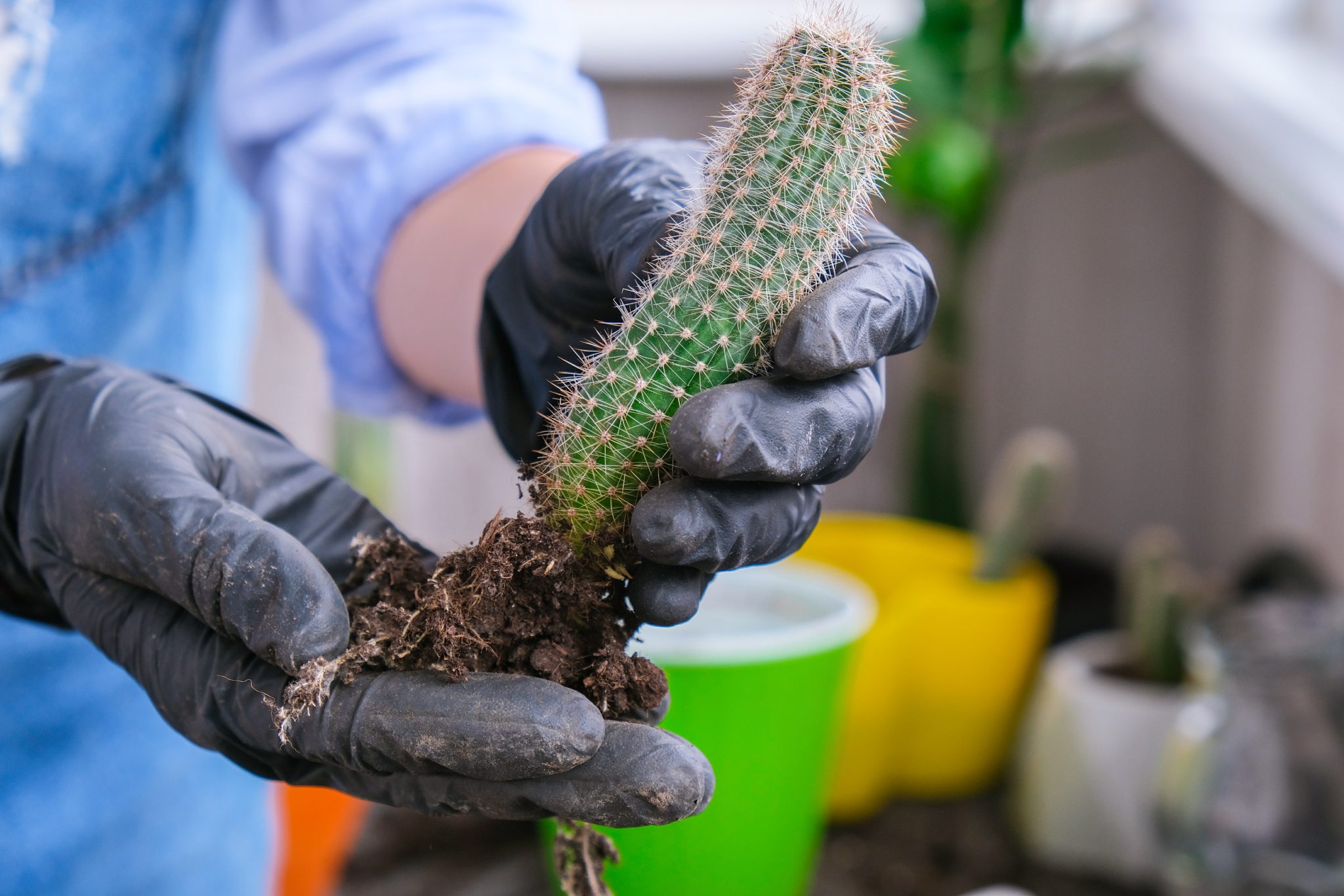 The Only Guide You Need For Cactus and Succulent Care in Malaysia